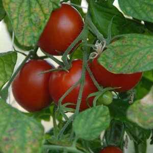 Polar Beauty, Tomato, Heirloom Garden Seeds Garden Seed Non-gmo 30 ...