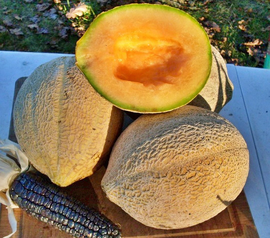Oregon Delicious, Cantaloupe Seeds: Heirloom Open Pollinated Non-gmo - Etsy