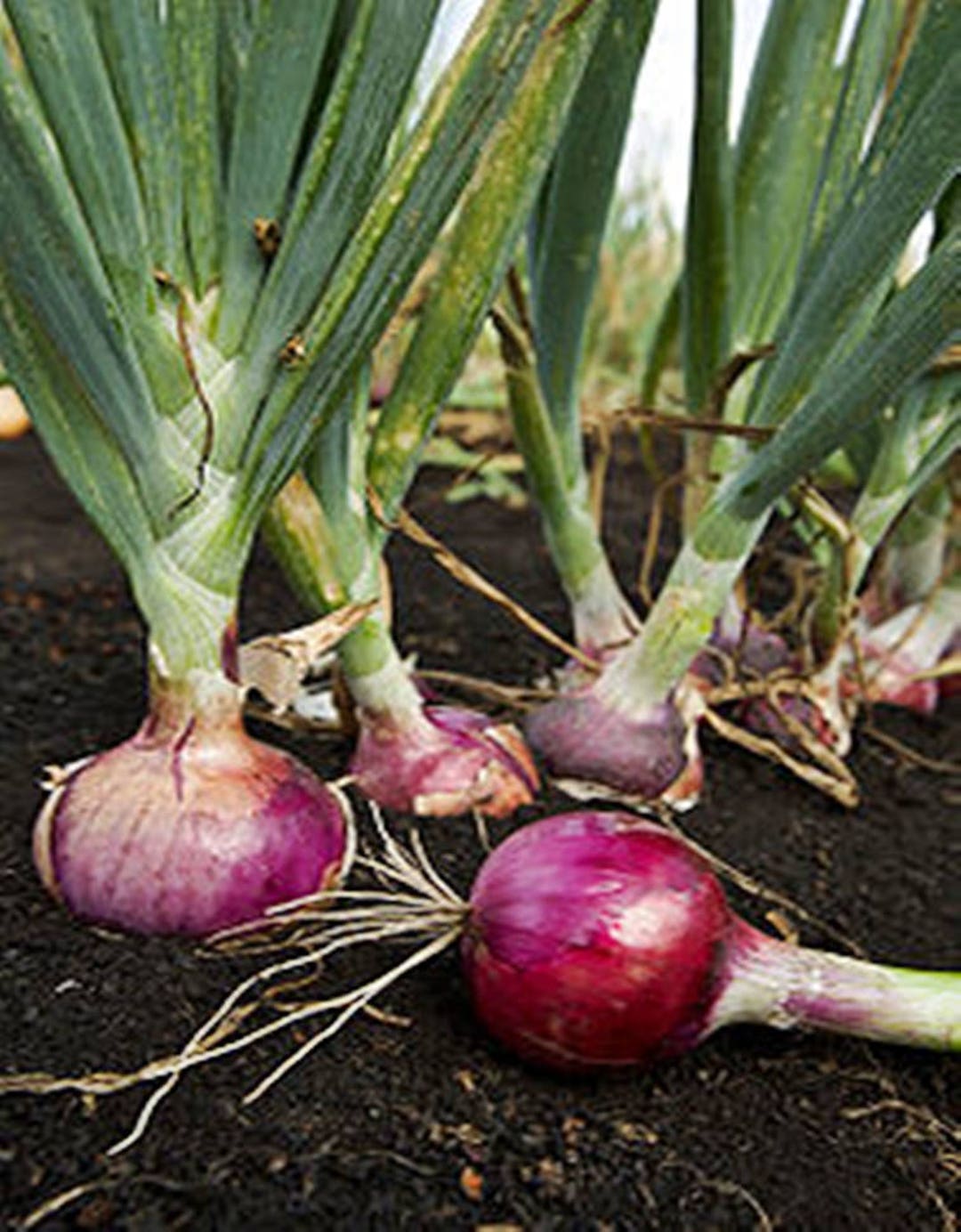 Ruby Red, Onion, Heirloom Garden Seeds Open Pollinated Container ...