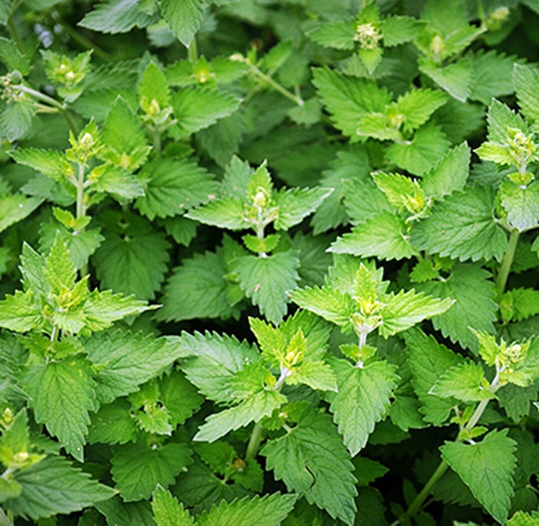 Catnip 200 Heirloom Garden Seeds Culinary Herbs Great for - Etsy