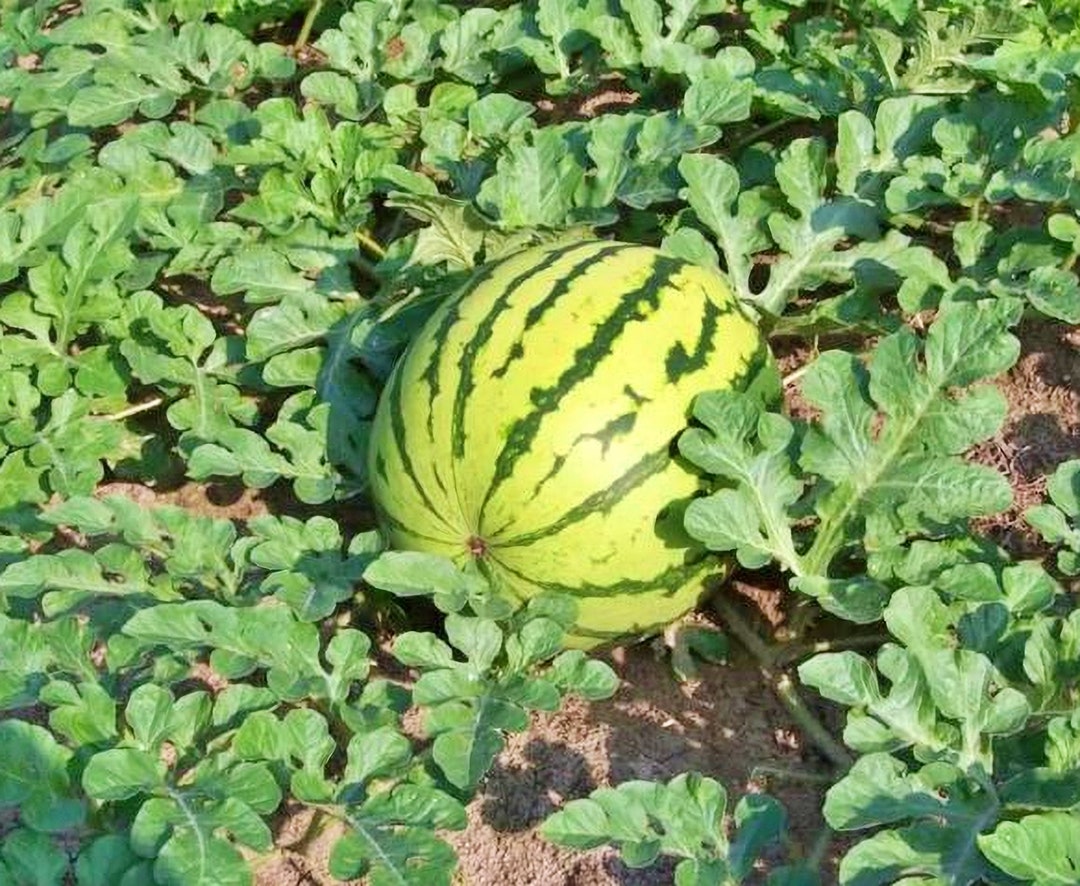 Dixie Queen, Watermelon, Heirloom Garden Seeds Sweet Watermelon Seeds ...