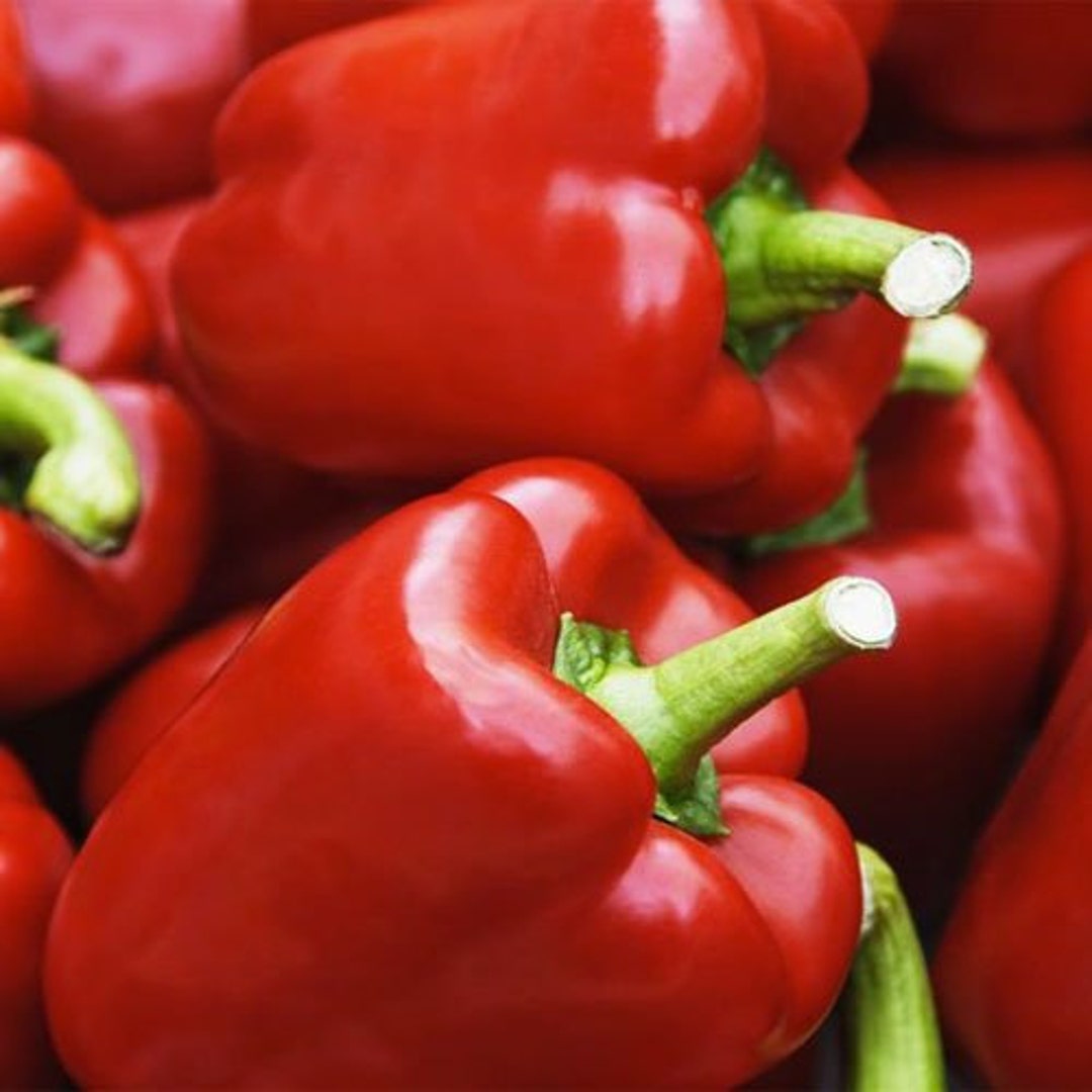 King of the North, Sweet Bell Pepper, Heirloom Garden Seeds Naturally ...