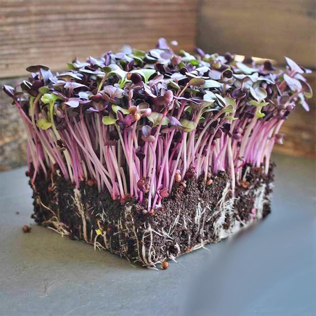 Purple Rambo, Radish, Heirloom Seeds, Microgreens Garden Gourmet Non ...