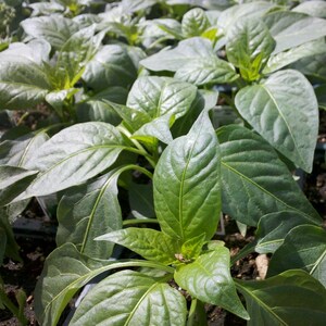 Jupiter, Sweet Bell Pepper, Heirloom Seeds, Open, Pollinated Vegetable ...
