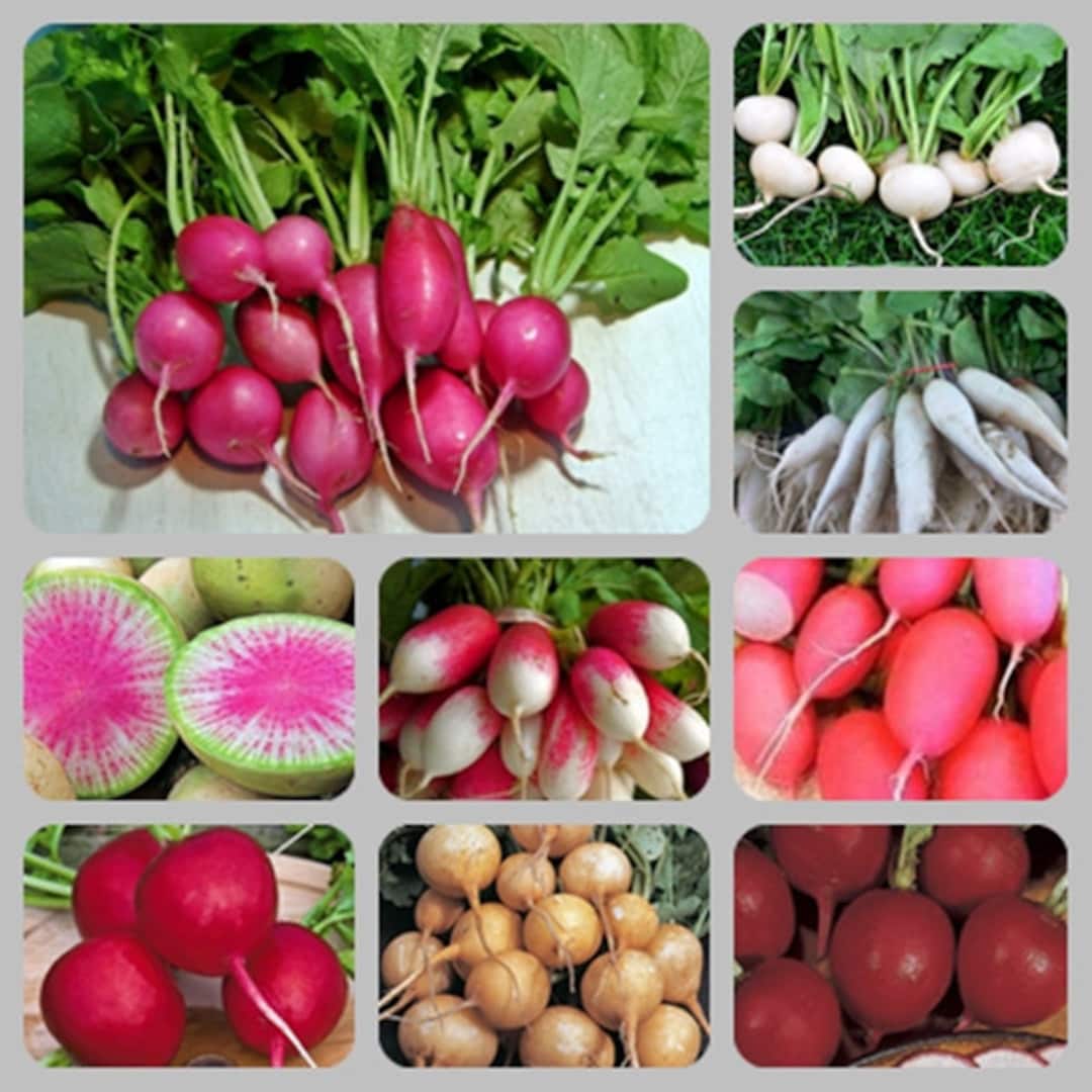 Extreme Radish Mix, Radish, Heirloom Garden Seeds Garden Open ...