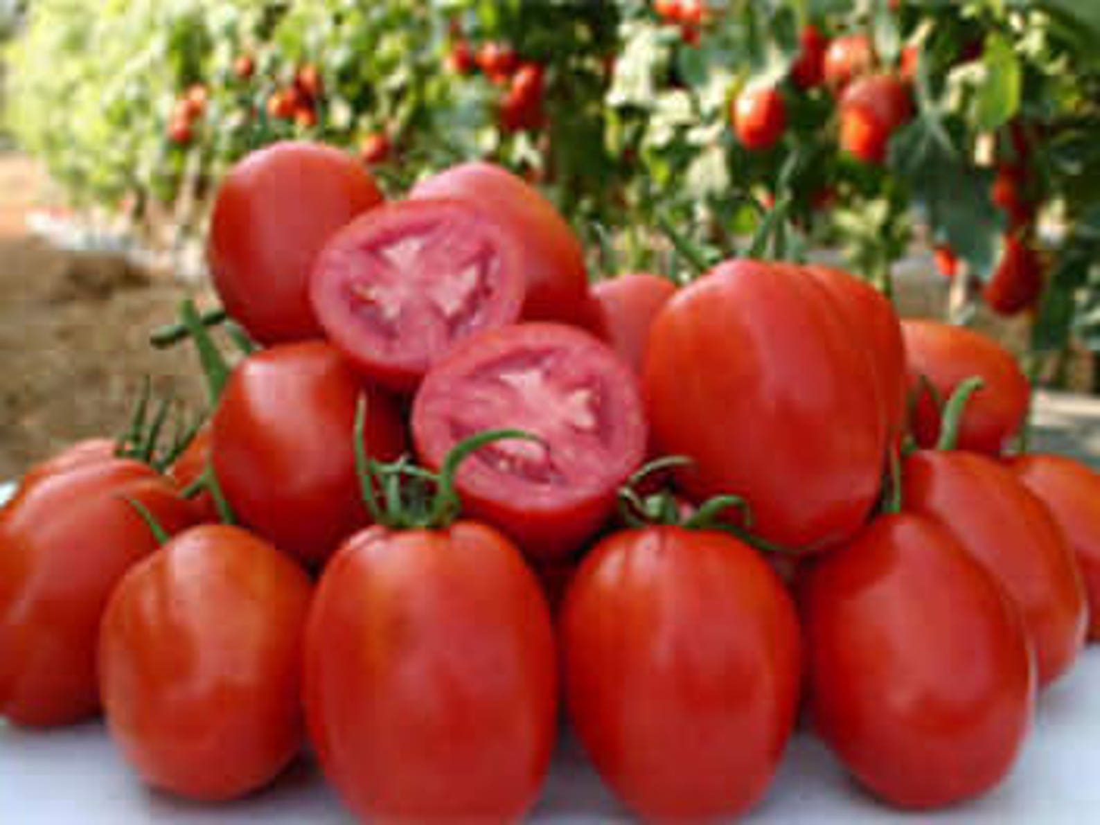 Rio Grande Tomato 30 Heirloom Seeds Seeds High Yields - Etsy