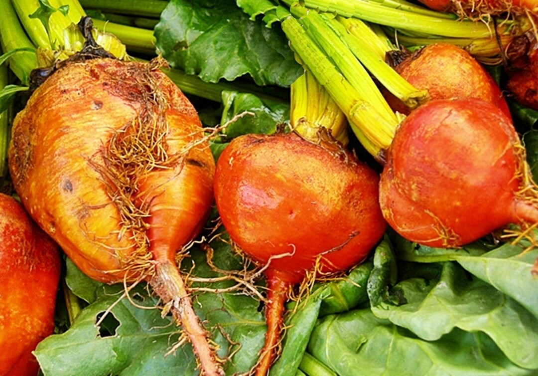 Golden Detroit, Beets, Heirloom Seeds, Vegetable Garden Seeds Open ...
