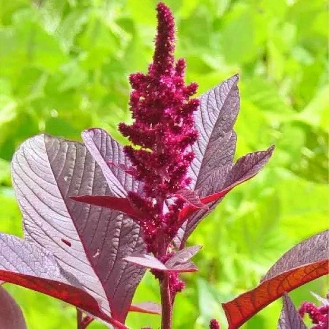 Hopi Red Dye, Amaranth, Heirloom Seeds, Greens (amaranthus ...