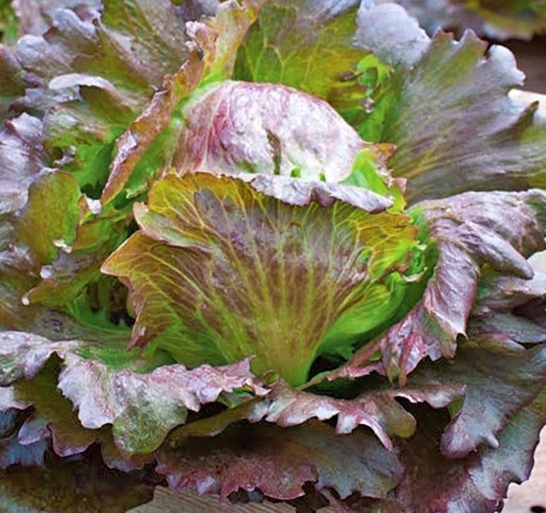 Red Iceberg, Crisphead Lettuce, Heirloom Seeds, Non-gmo - Etsy