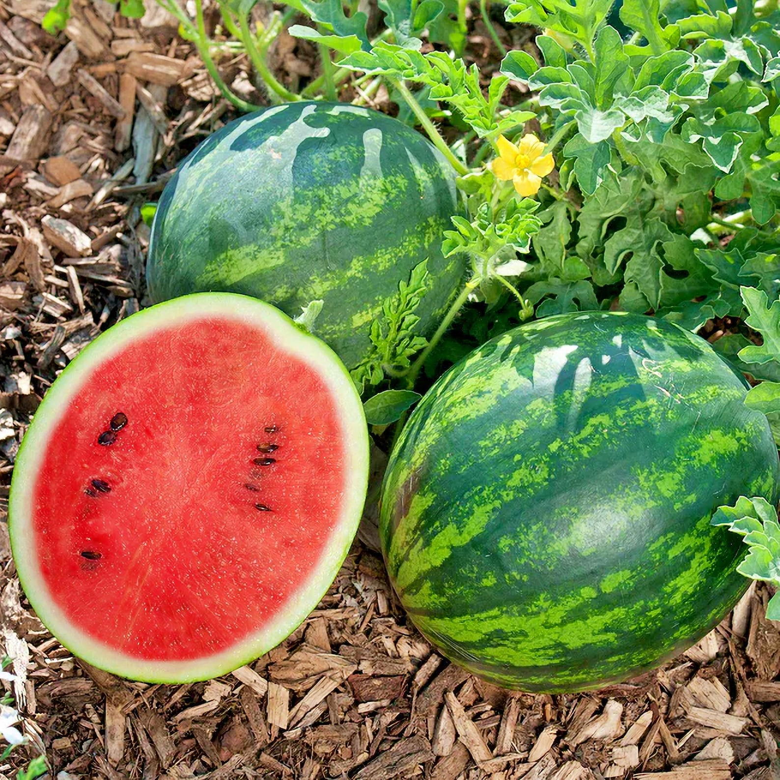 Mini Love (F1) Hybrid, Watermelon Seeds: Fresh Garden Fruit Open ...