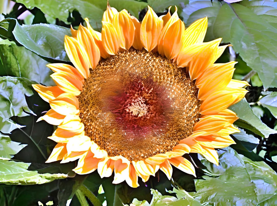Sunspot Dwarf, Sunflower, Heirloom Garden Seeds Open Pollinated Garden ...