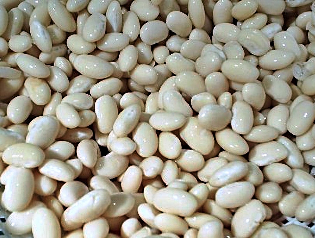 Navy, Dry Shell Beans, Heirloom Seeds, Open Pollinated Garden Seeds Non ...