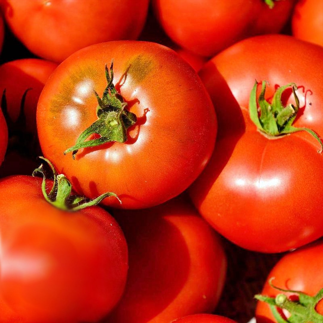 Cal Ace, Tomato, Heirloom Seeds, Grown to Organic Standards Open ...