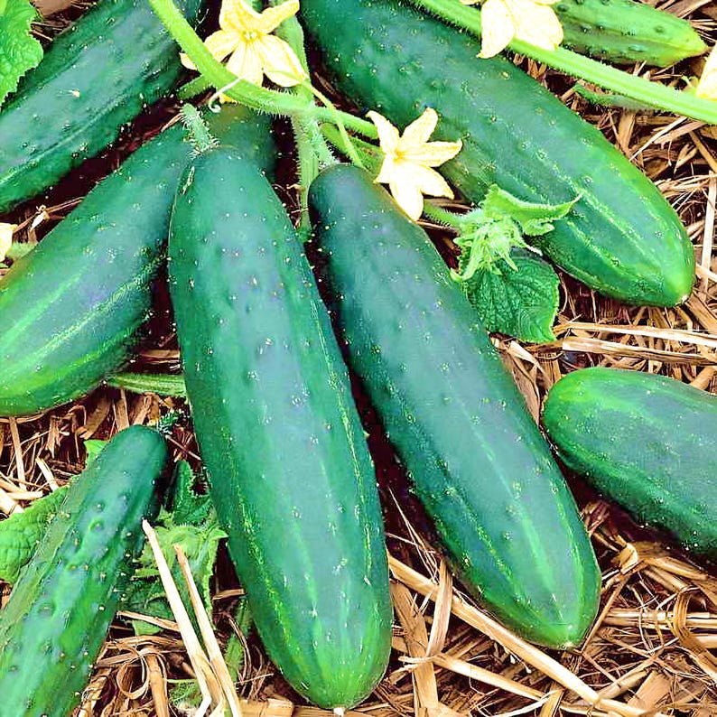 Spacemaster 80 Cucumber Seeds: Compact Bush for Small Spaces - Etsy