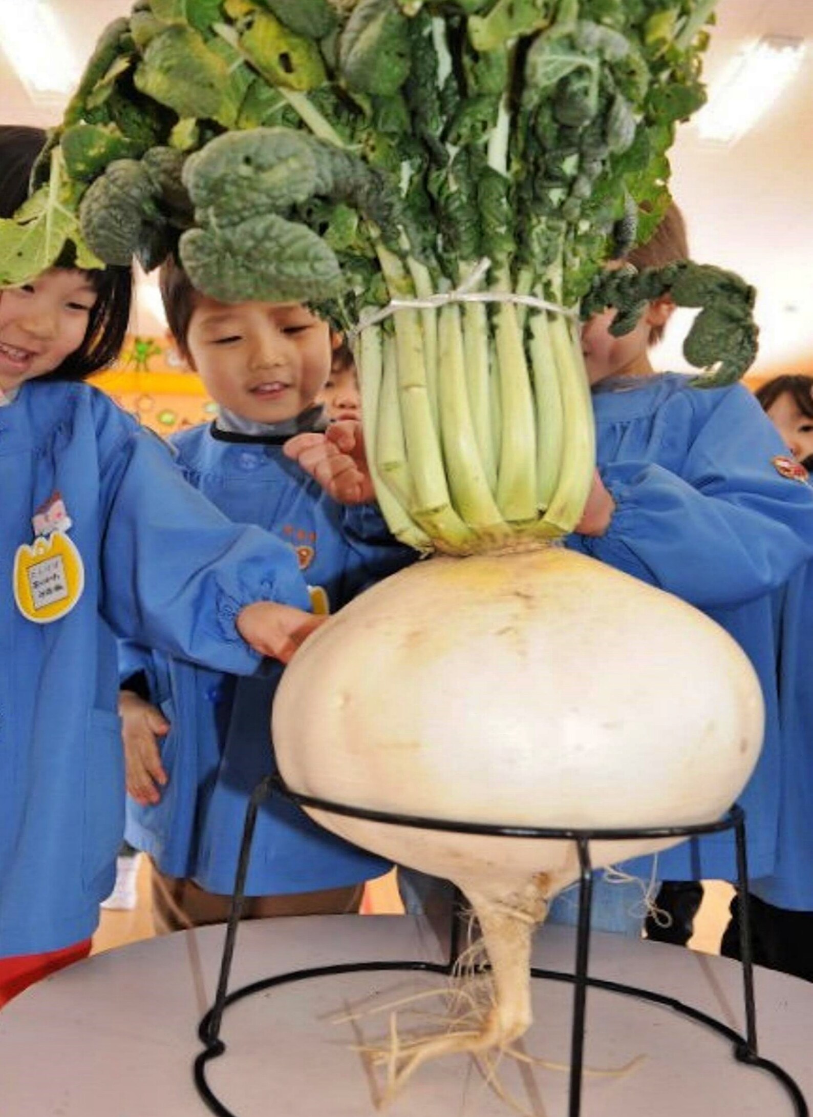 Sakurajima Giant Radish Heirloom Seeds Open Pollinated - Etsy