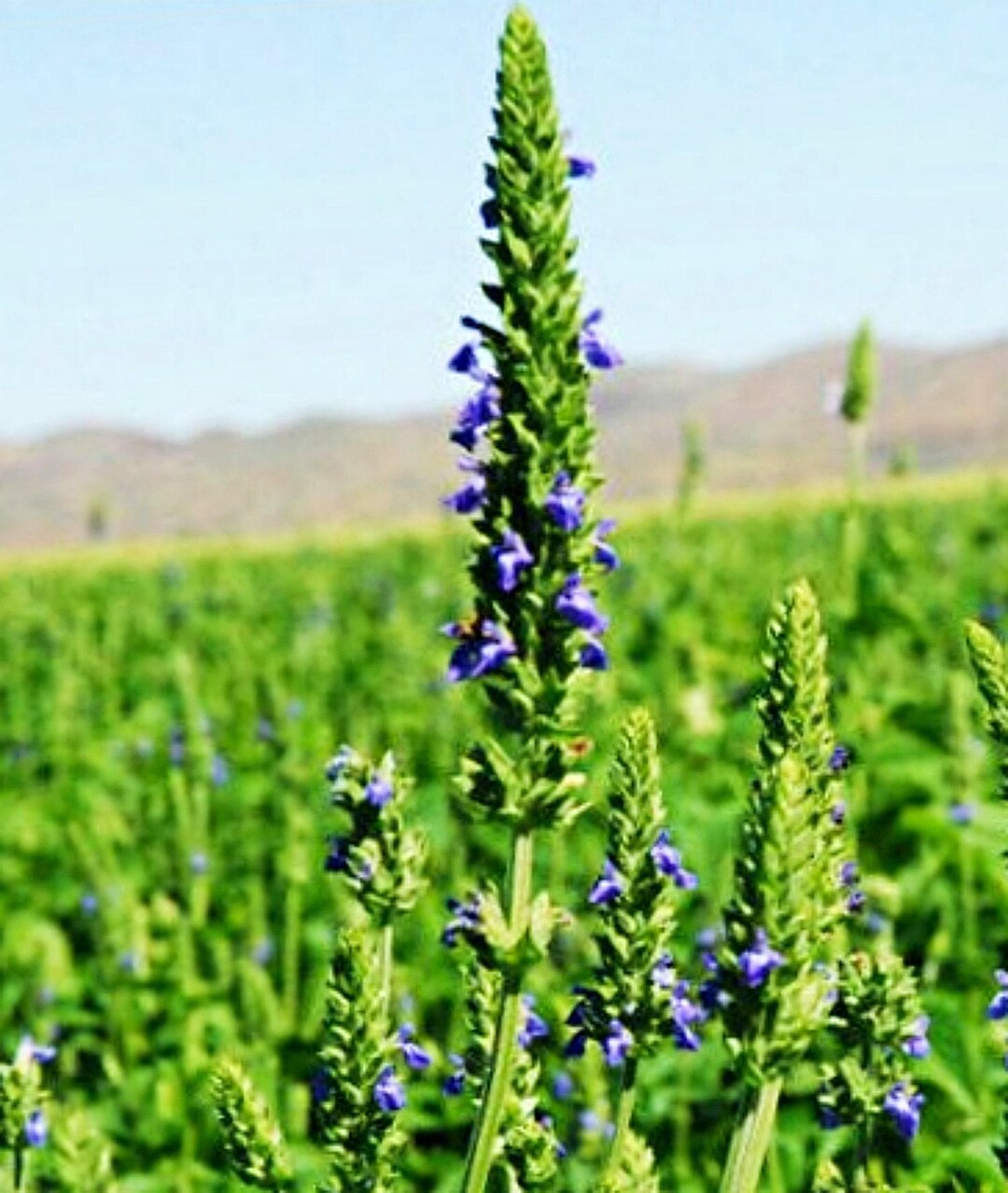Chia Seeds: Medicinal Herb (aztec Superfood, Non-gmo) - Etsy
