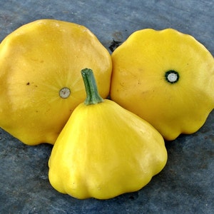 Yellow Scallop, Summer Squash, Heirloom Seeds, Open Pollinated ...