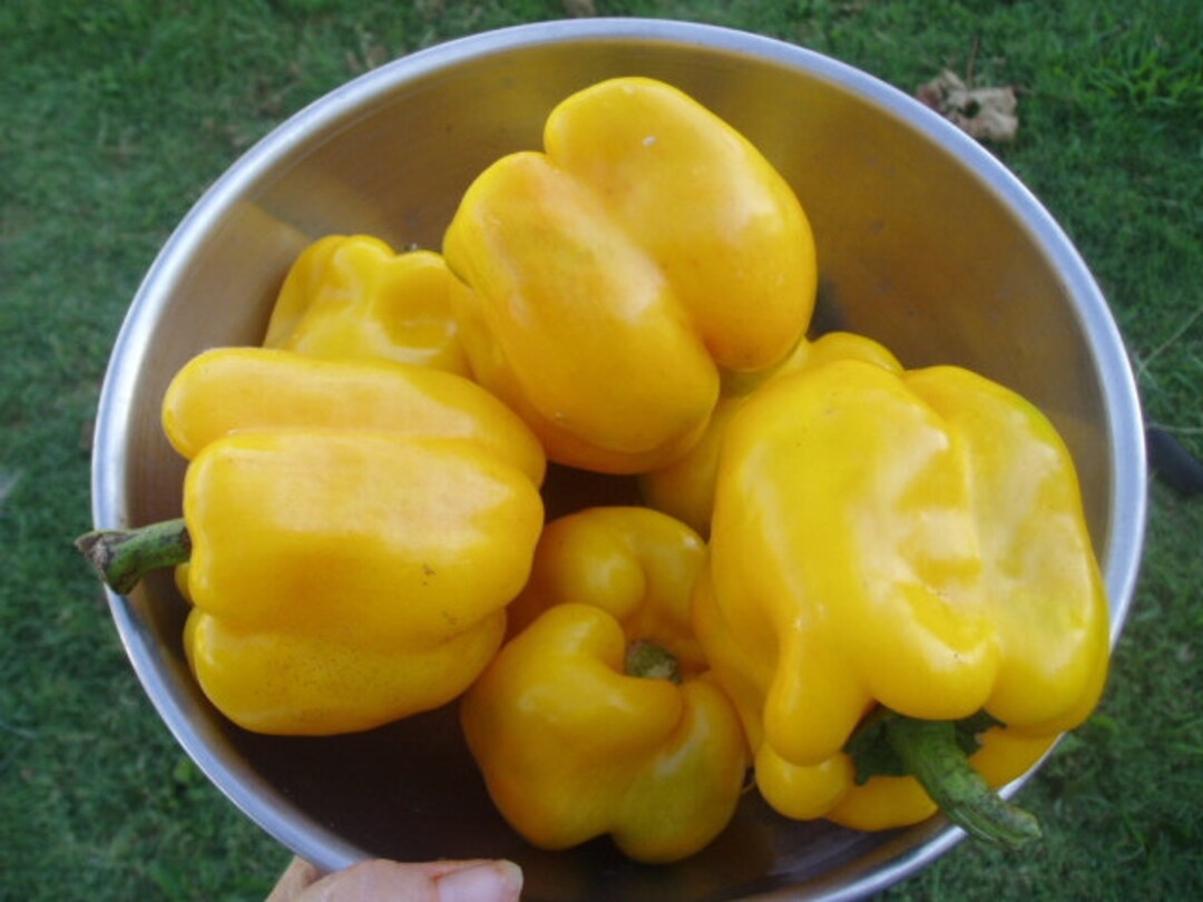 Golden Cal Wonder, Sweet Bell Pepper, Heirloom Garden Seeds Naturally ...