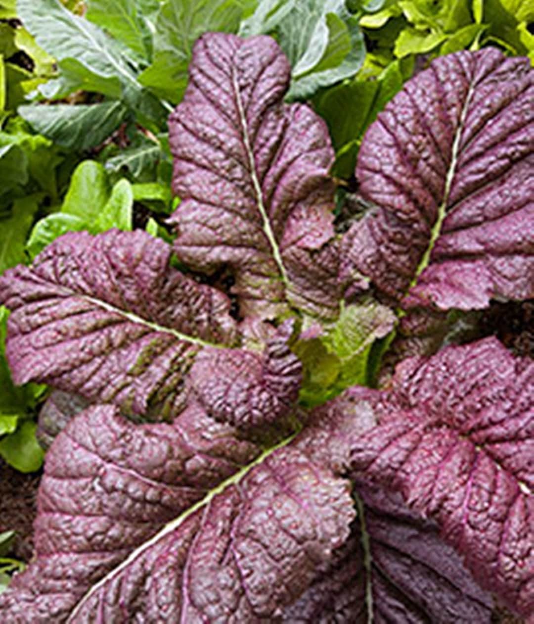 Red Giant, Mustard, Heirloom Garden Seeds Naturally Grown Open ...