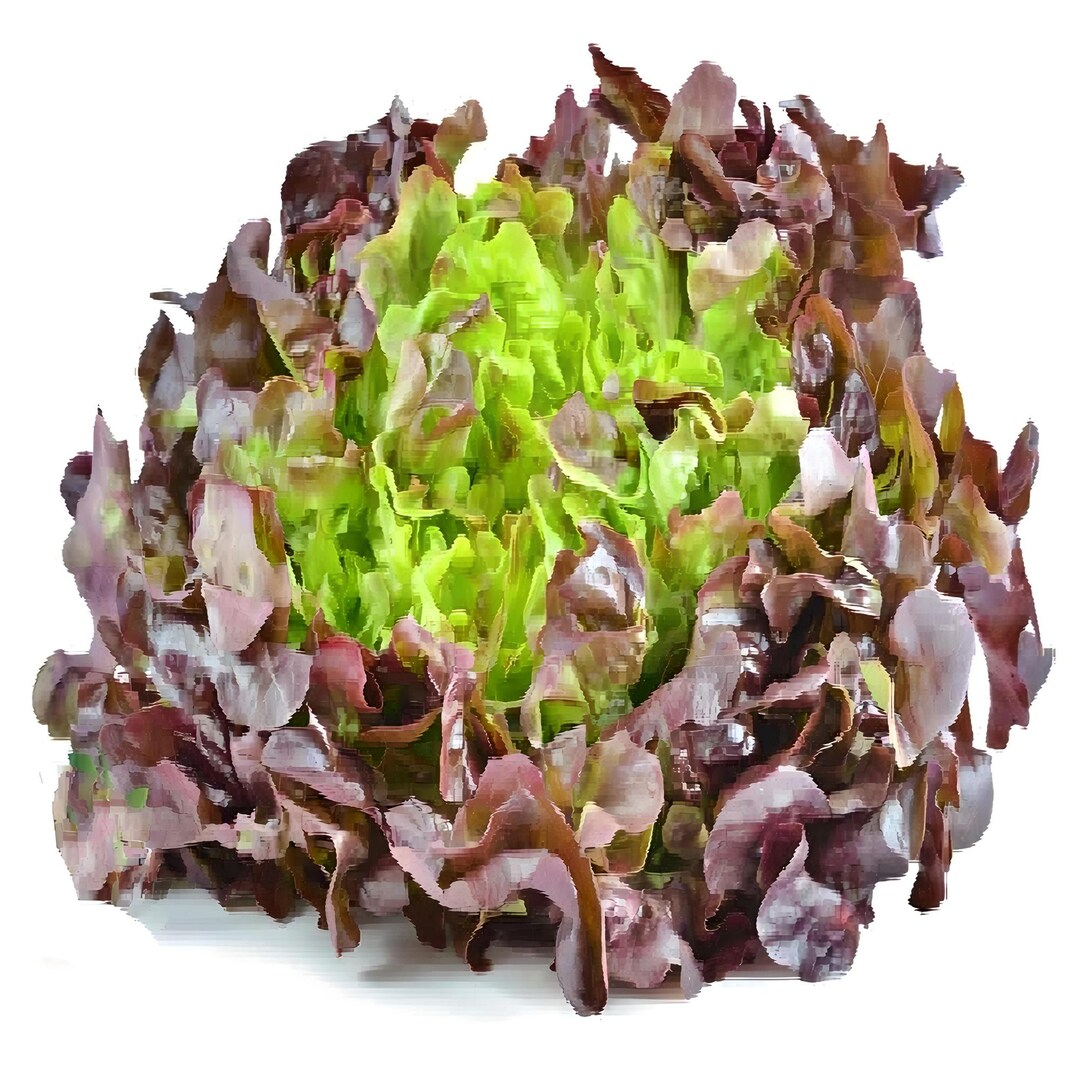 Burgundy Boston, Butterhead Lettuce, Heirloom Seeds Open Pollinated ...