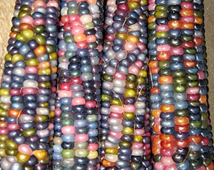 Dwarf White Sparkler Cleome spider Flower - Etsy