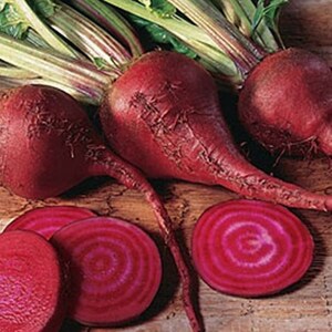 Lutz Long Season Beet Seeds: Heirloom Winter Keeper, Non-gmo - Etsy