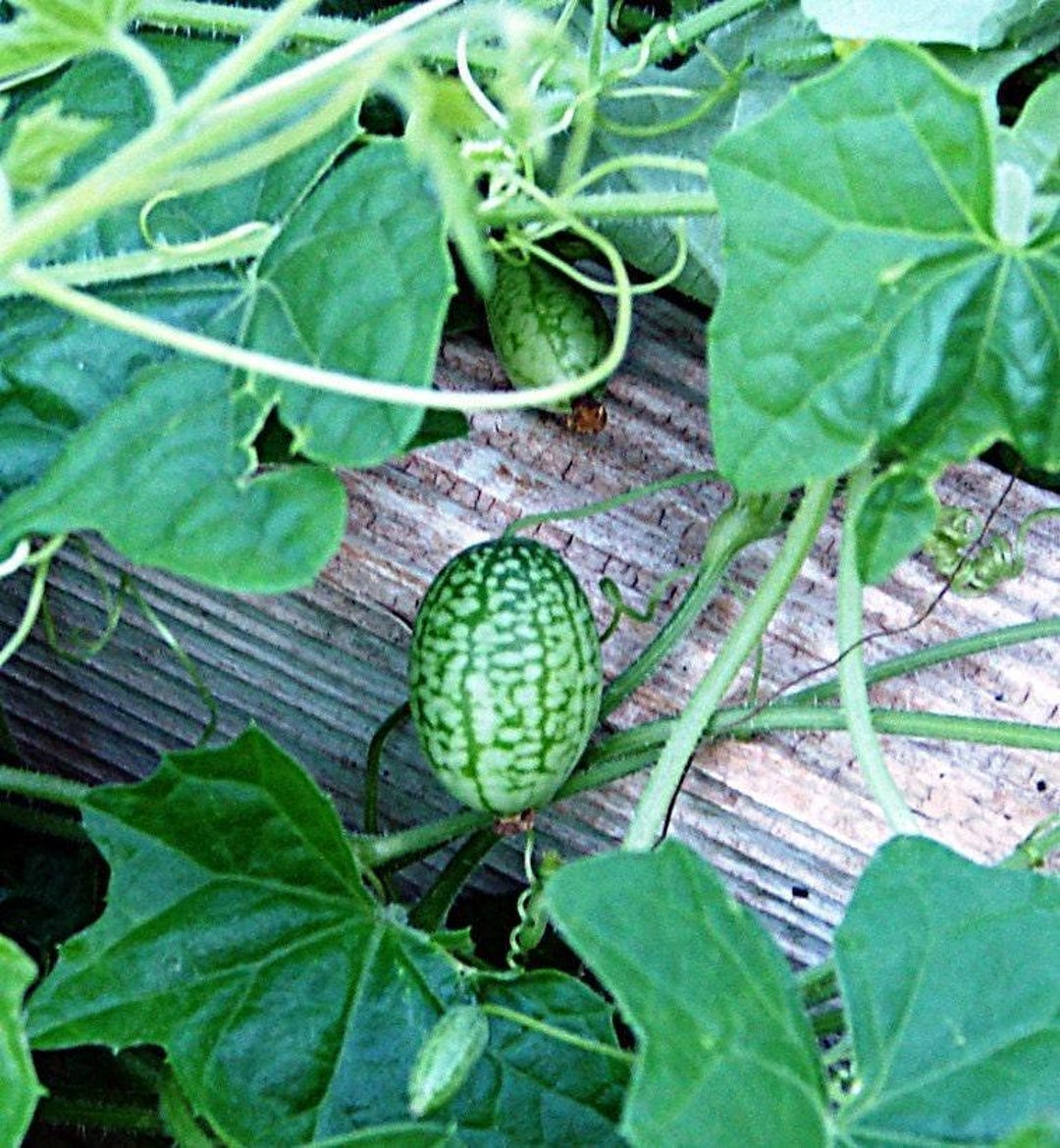Cucamelon Seeds: Heirloom Mexican Sour Gherkin (non-gmo, Open ...