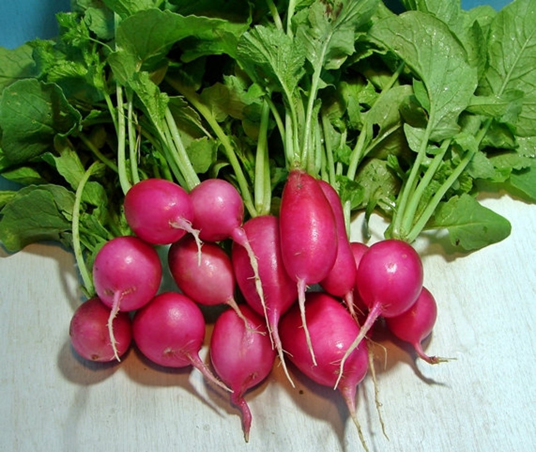 Champion. Radish. Heirloom Garden Seeds Open Pollinated Heirloom ...