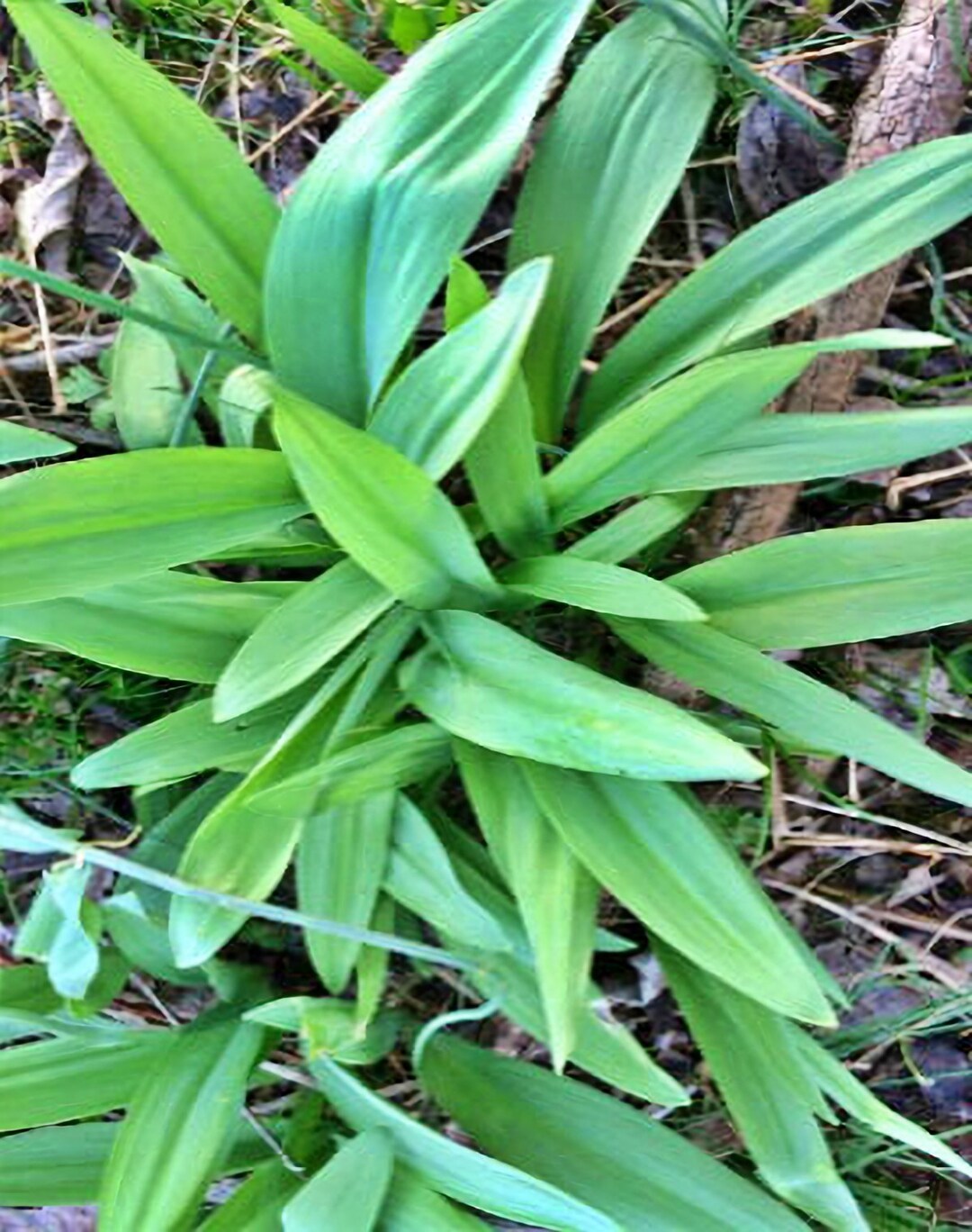 Ramps (allium Tricoccum), Wild Leeks Ramsons, Heirloom Garden Seeds - Etsy