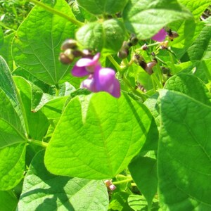 Hopi Black, Dry Bush Beans, Heirloom Seeds, Open Pollinated Vegetable ...