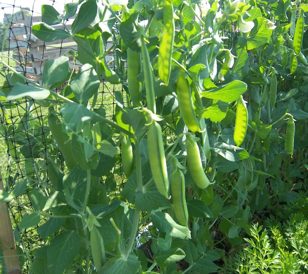 Wando, Peas, Heirloom Seeds, English Shelling Pea Seeds Fresh Vegetable ...
