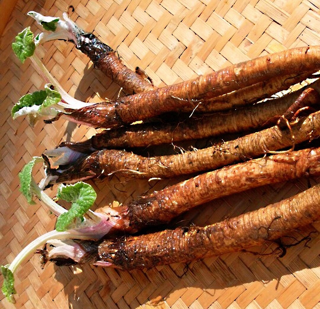 Takinogawa Burdock Seeds: Japanese Heirloom Gobo (non-gmo, Bulk) - Etsy