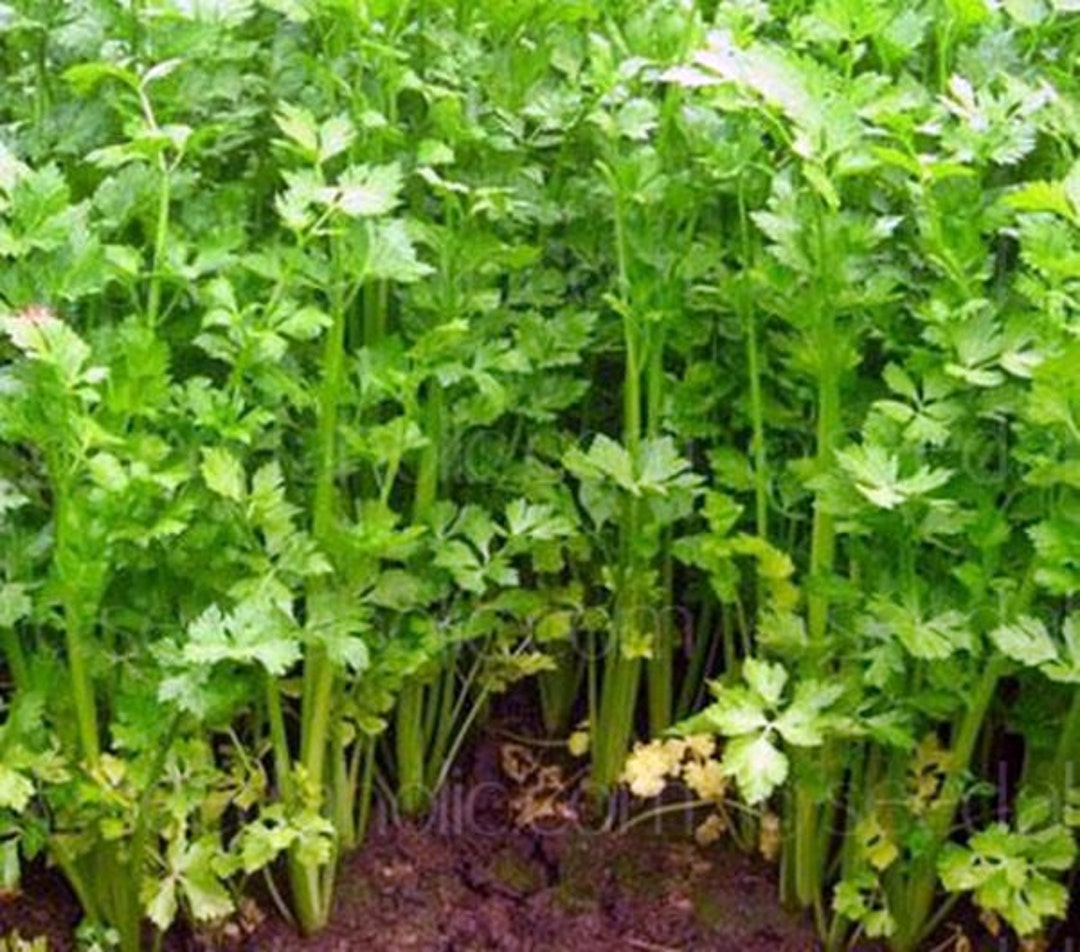 Light Green Chinese Celery Heirloom Garden Seeds Naturally Grown Open ...