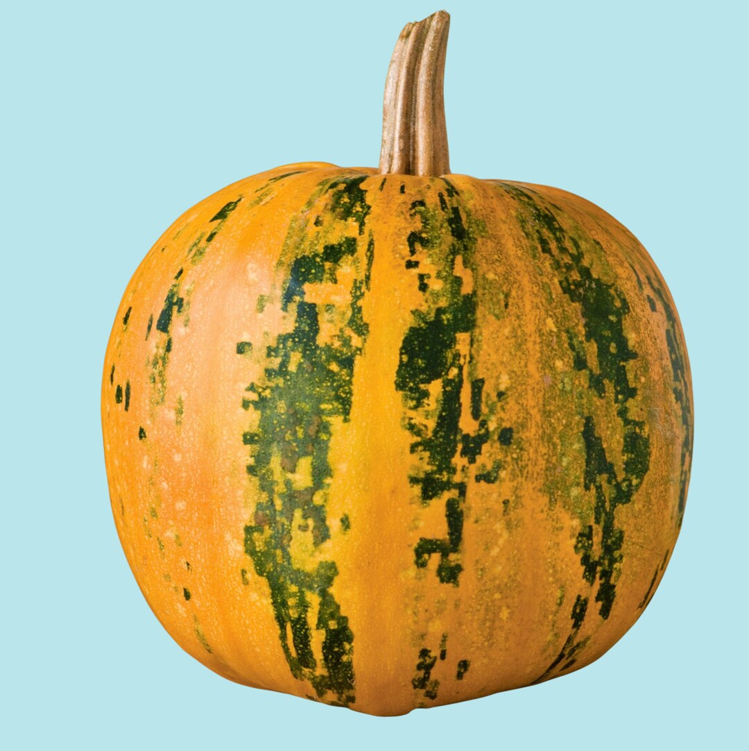 Heirloom Emerald Naked Seeded Pumpkin Seeds: (non-gmo, Hull-less) - Etsy