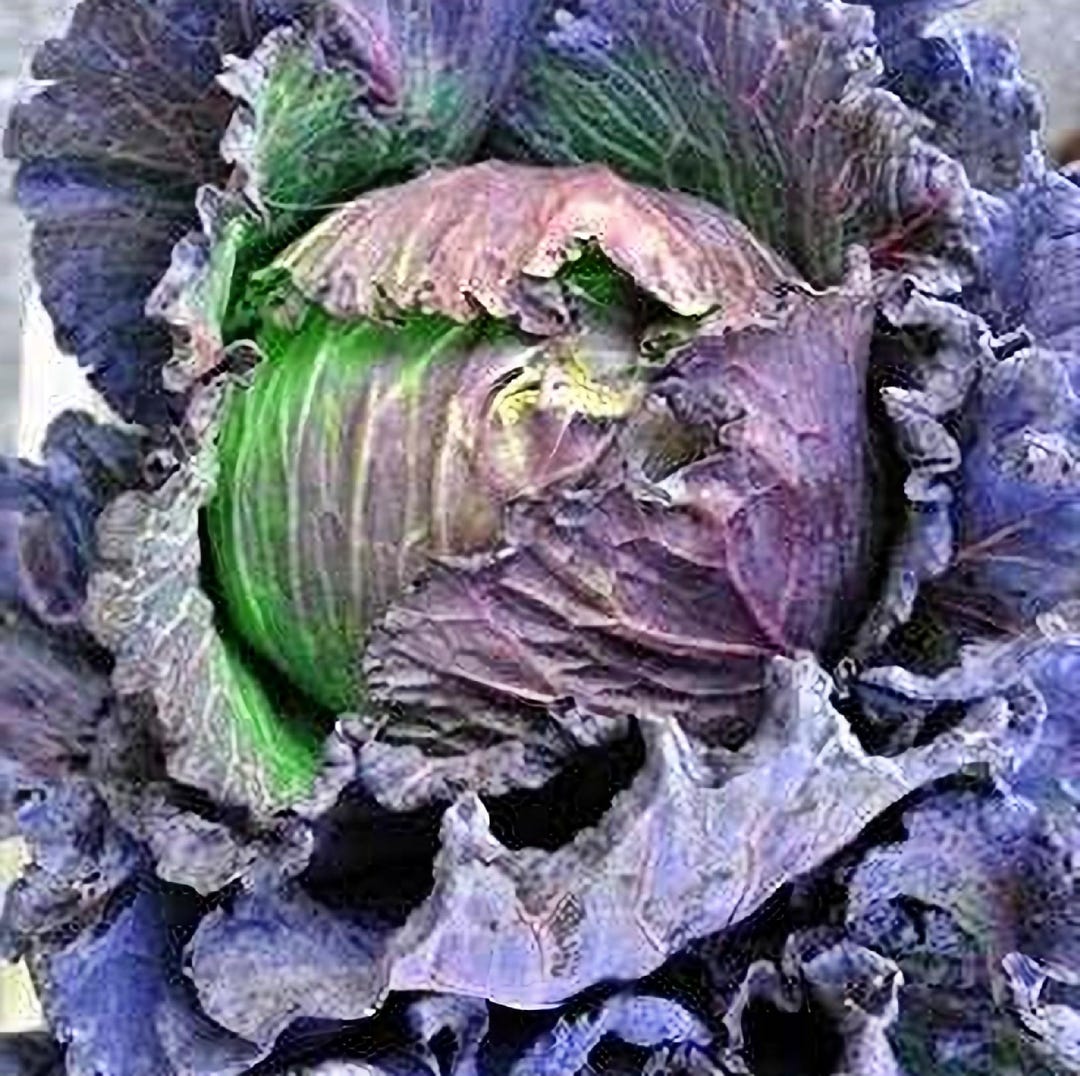 Cabbage, Purple Savoy, Heirloom Garden Seeds - Etsy
