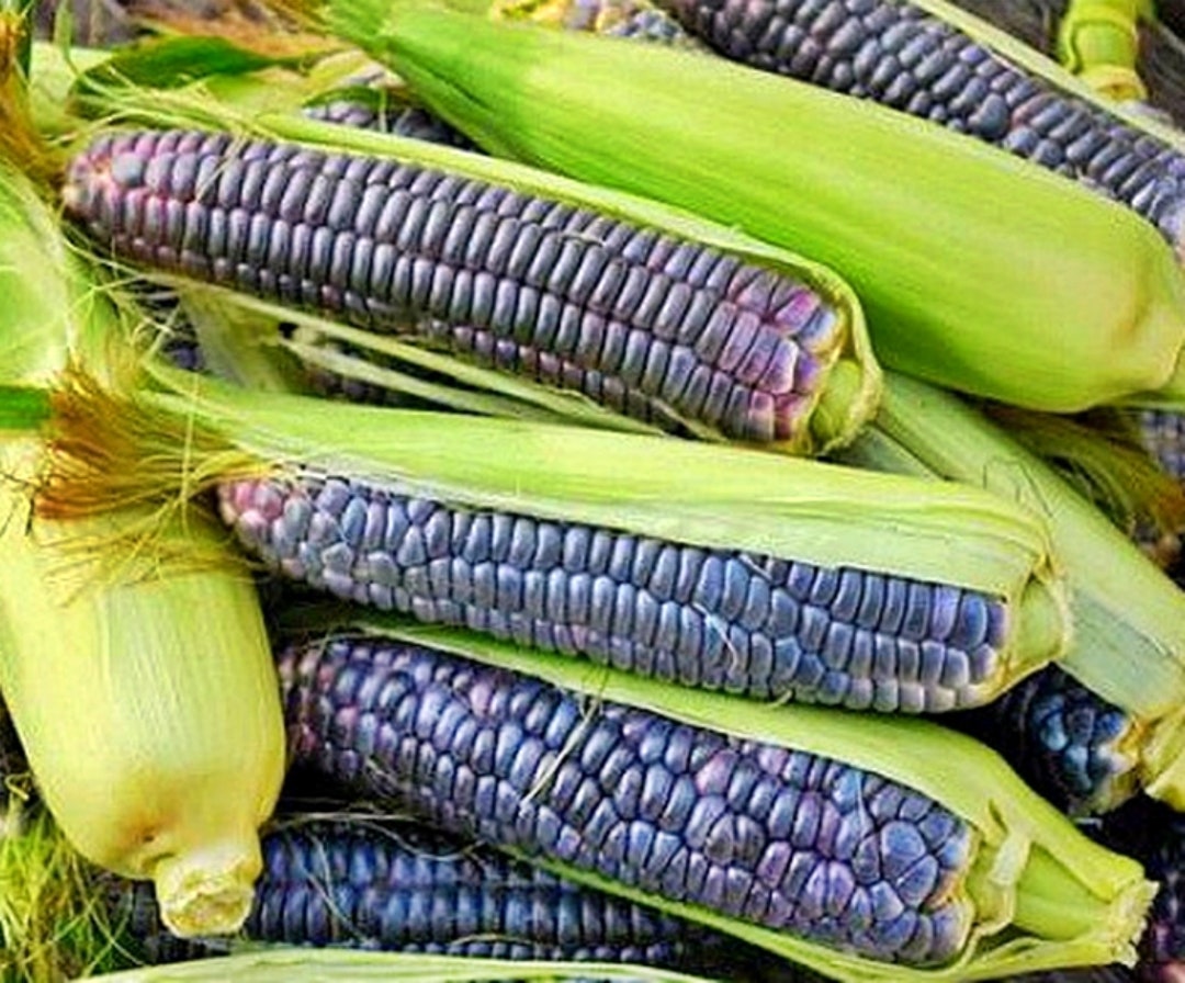 Blue Jade Dwarf, Sweet Corn, Heirloom Garden Seeds Super Rare Open ...