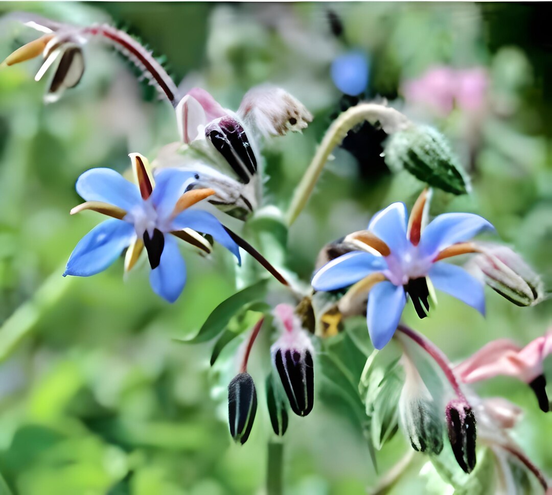 Borage, Herb, Heirloom Seeds, Culinary & Medicinal Edible Flowers Open ...