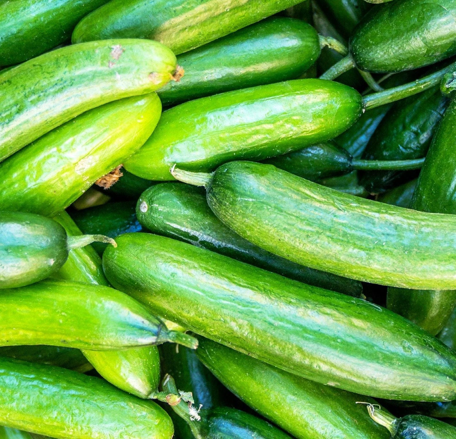 Marketer Cucumber Seeds: Heirloom Garden Variety (non-gmo, Pickling) - Etsy