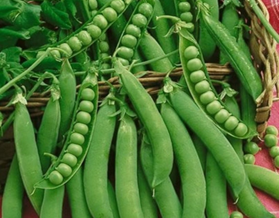 Green Arrow Pea Seeds / Heirloom. English Shelling Open - Etsy
