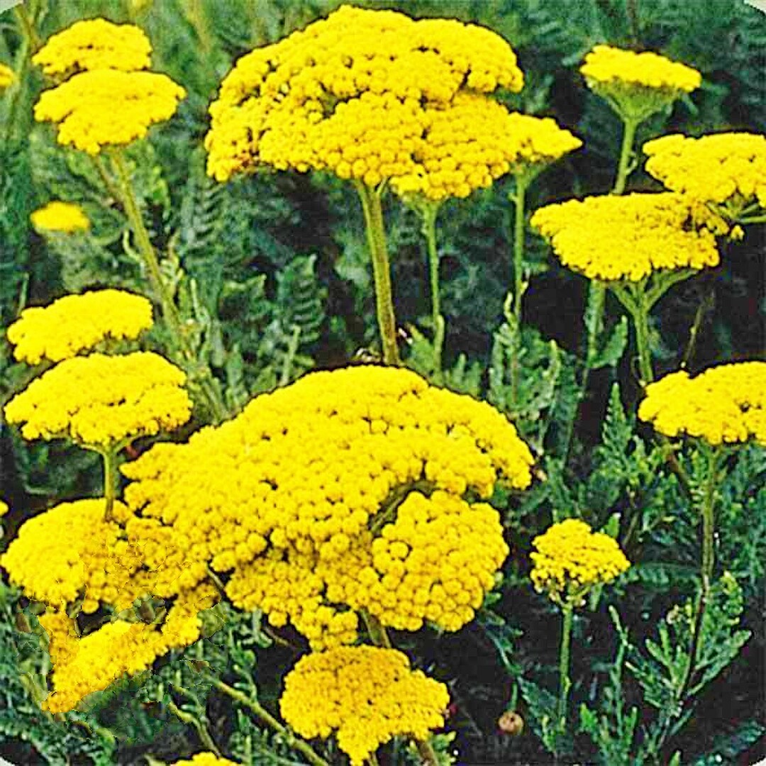 Yarrow, Golden, Heirloom Garden Seeds Achillea Millefolium Medicinal ...