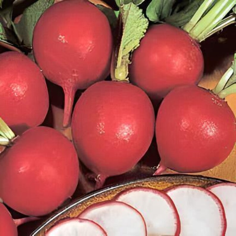 German Giant Radish Seeds: Sweet, Baseball-sized Roots - Etsy