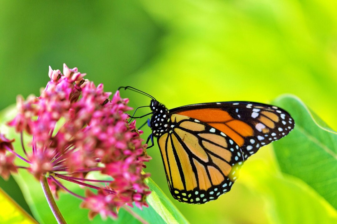 Common Milkweed Seeds: Monarch Butterfly Attractor (asclepias Tuberosa ...
