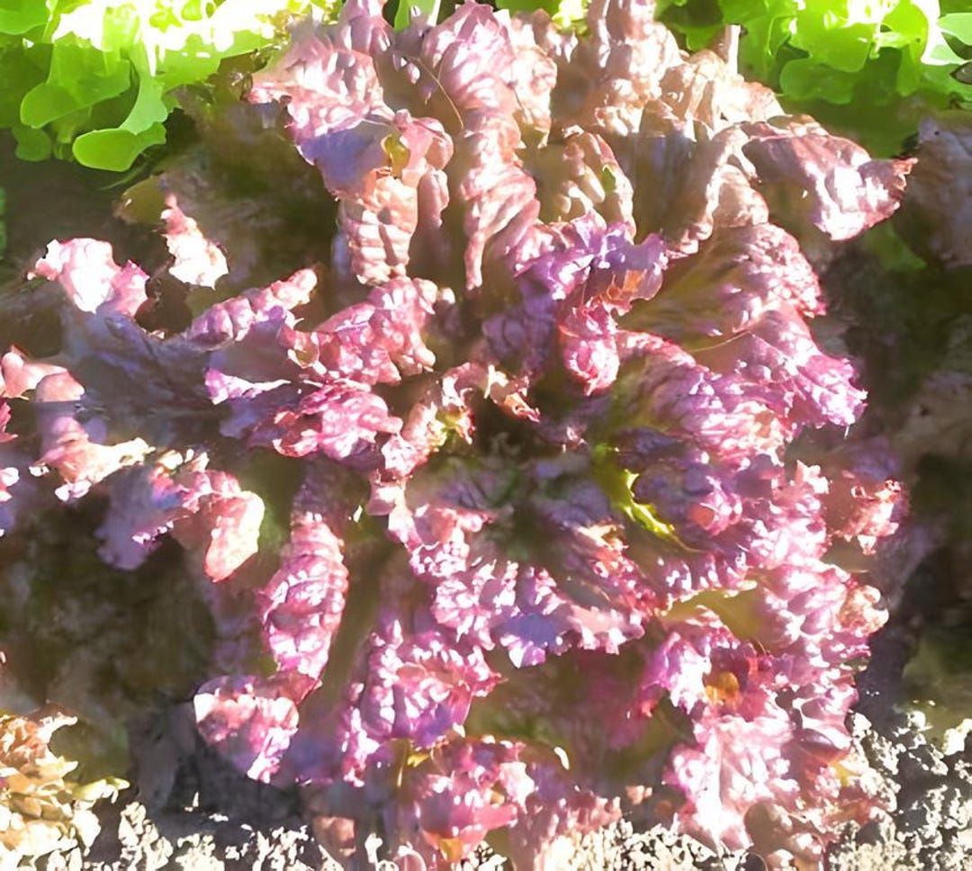 Red Sails Lettuce Seeds: Heirloom, Non-gmo - Etsy