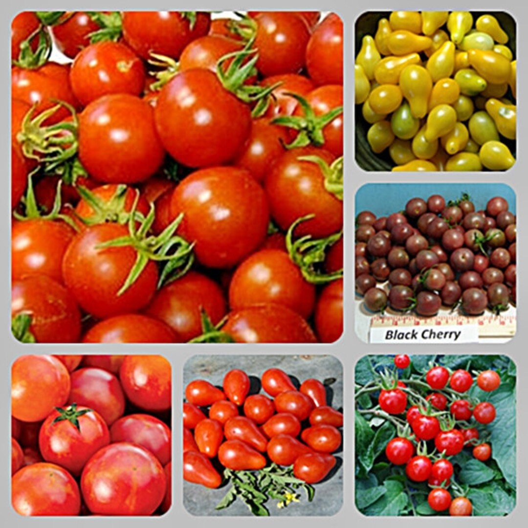 Cherry Tomato, Collection, Heirloom Garden Seeds Open Pollinated ...