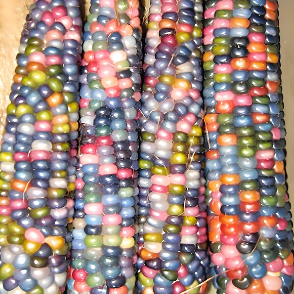 Gem Corn Seeds - Etsy
