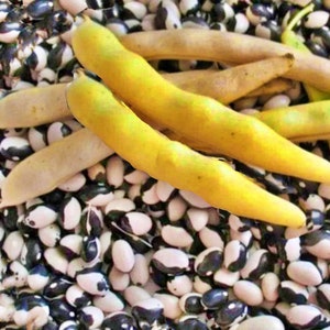 Calypso, Dry Bush Beans, Heirloom Garden Seeds Yin Yang Open Pollinated ...