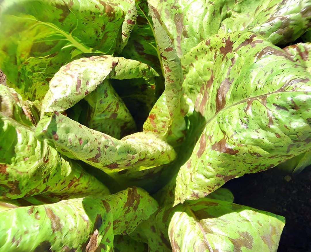 Forellenschluss (speckled Trout Back), Romaine Lettuce Seeds: Maroon ...