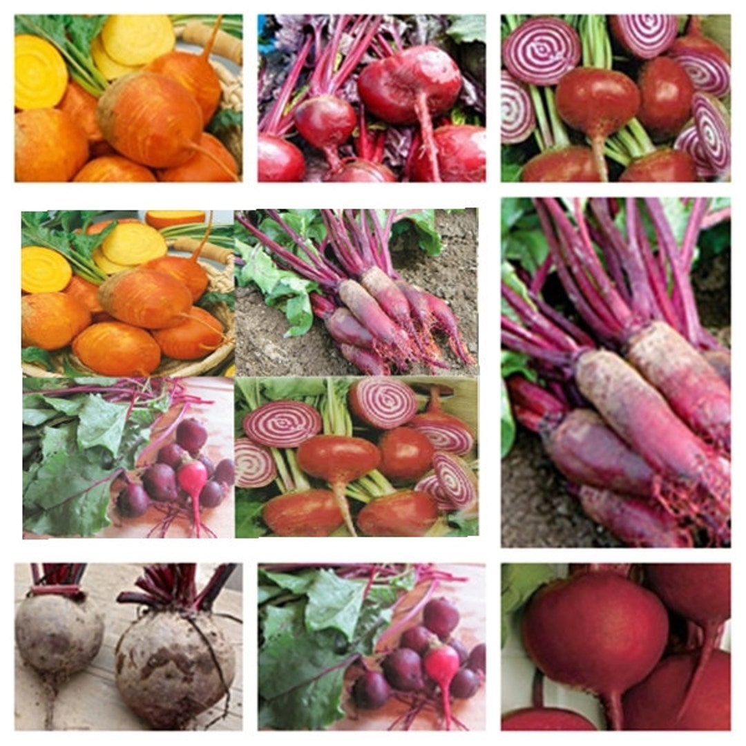 Heirloom Beets Seed Kit Heirloom Seeds Open Pollinated - Etsy