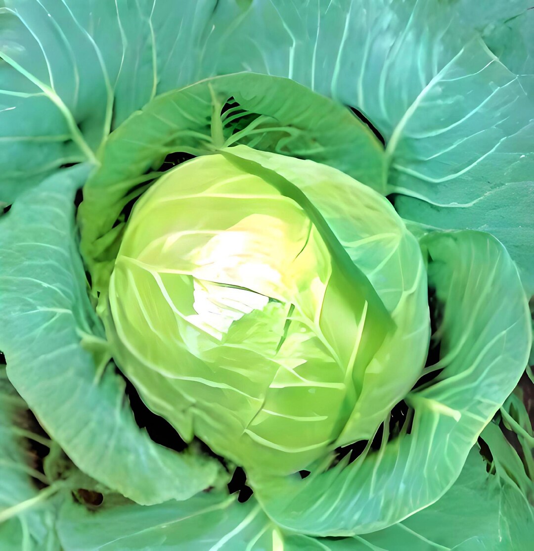 Early Golden Acre, Cabbage, Heirloom Seeds, Garden Seeds Open ...