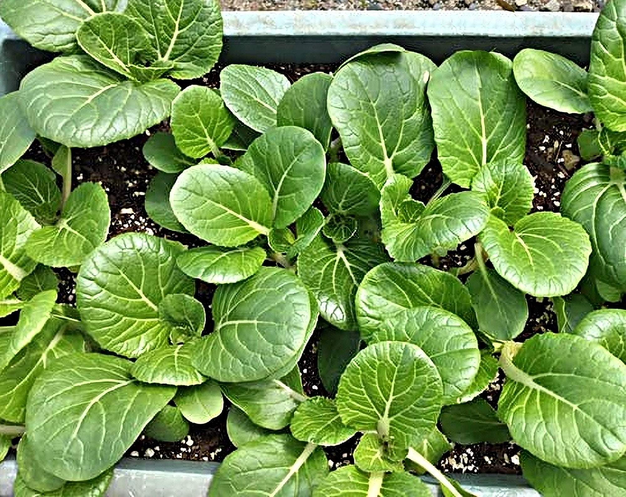 Baby Cabbage Plants